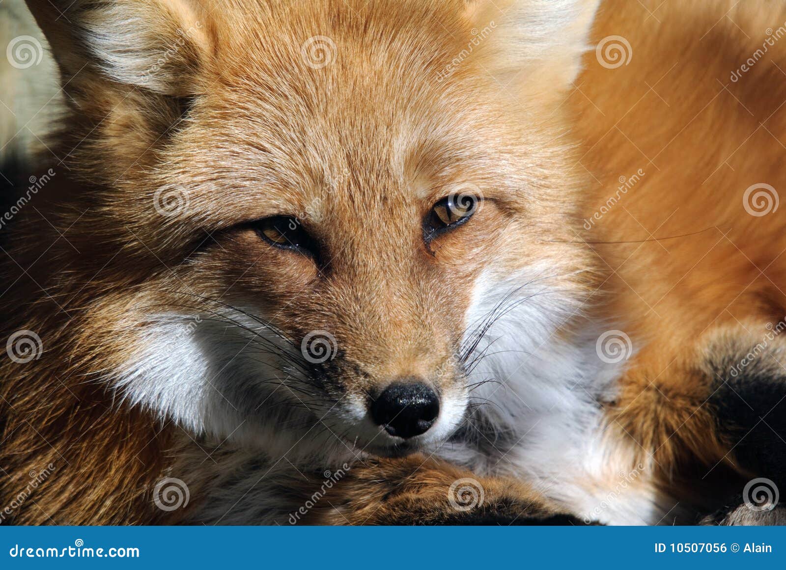 Verticale de Fox rouge photo stock. Image du sauvage - 10507056