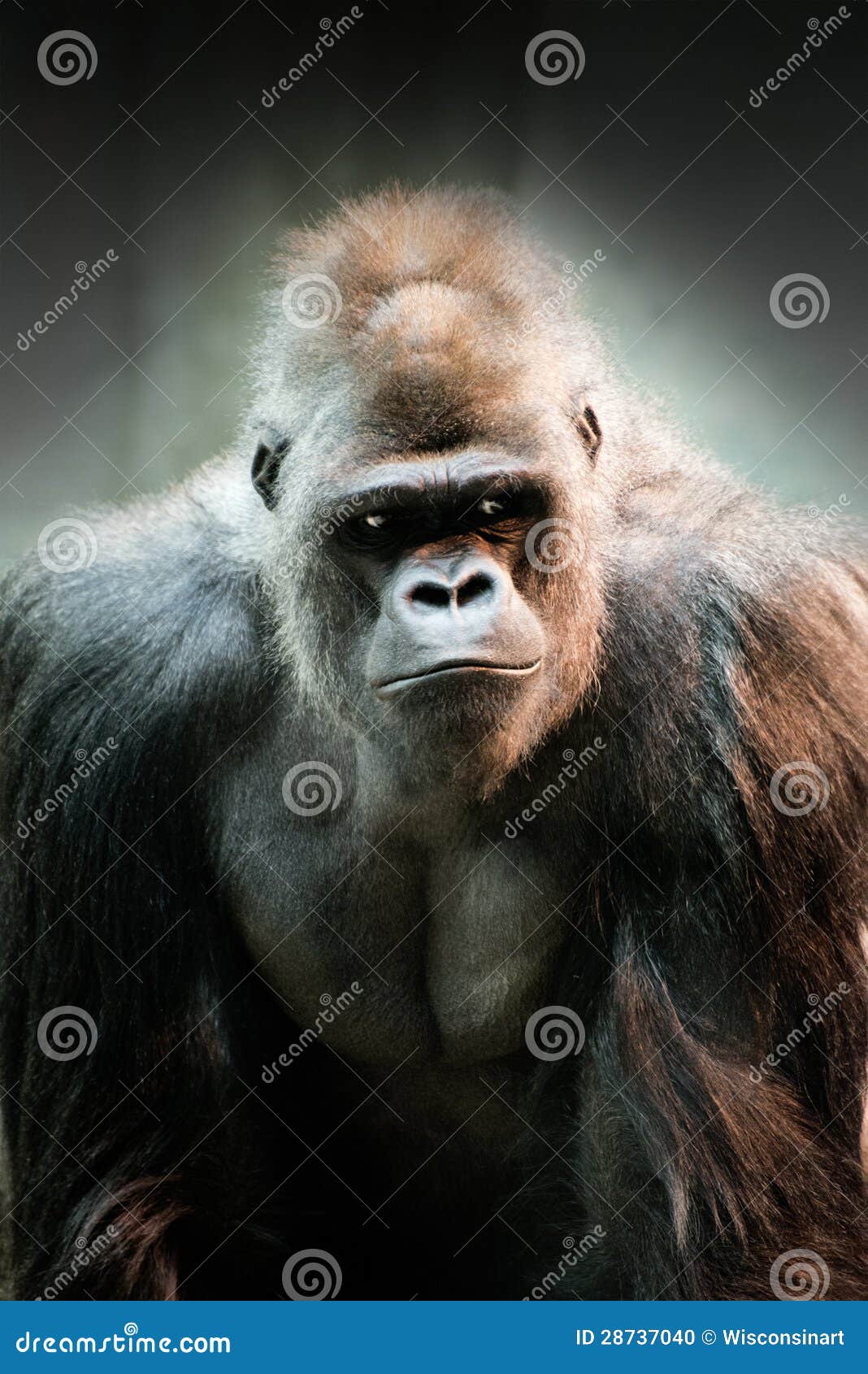 Verticale de gorille photo stock. Image du singe, puissant - 28737040