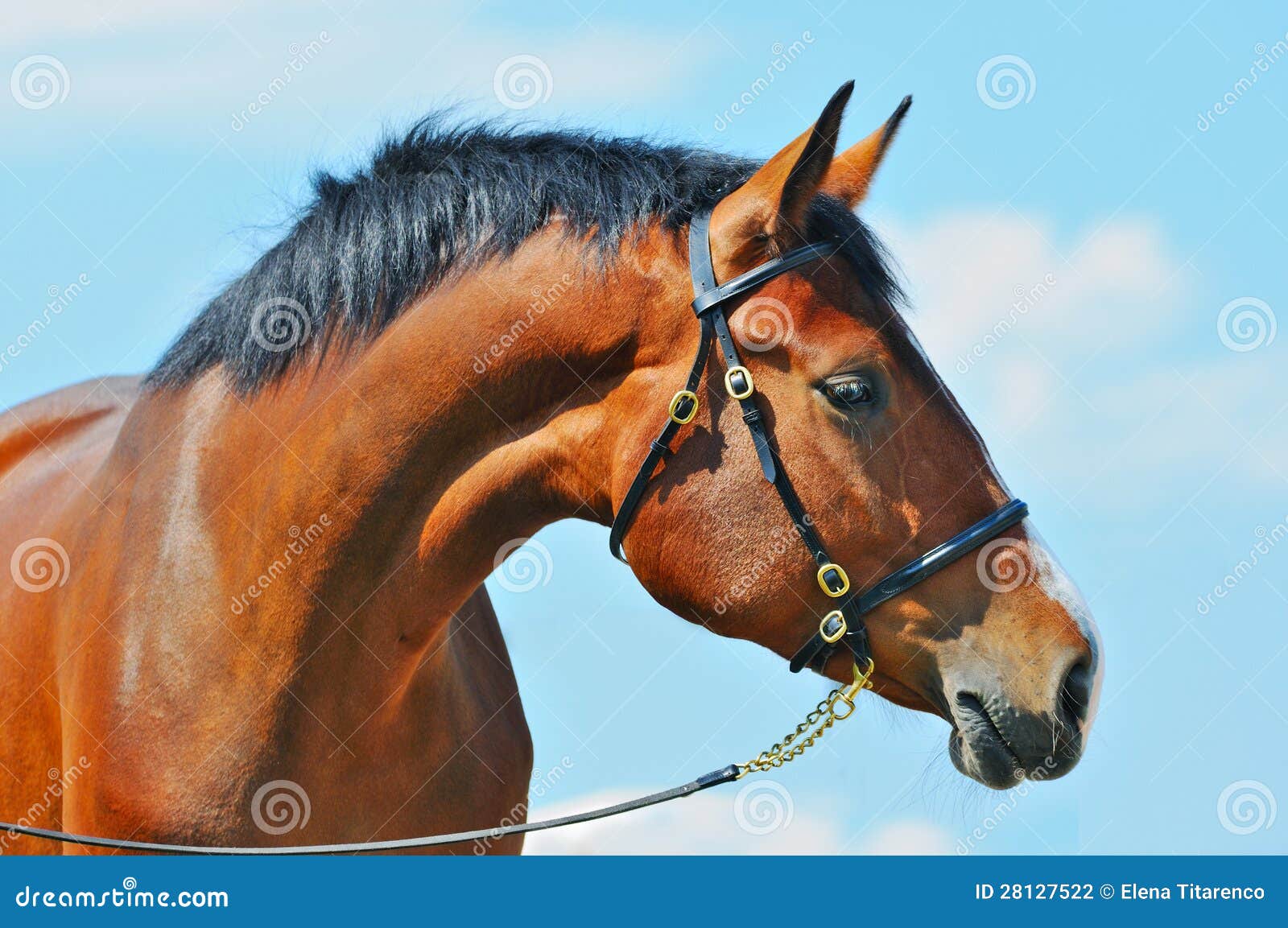 Verticale De Jeune Cheval De Baie Photo stock - Image du equitation ...