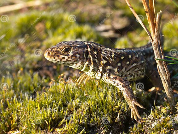 Verticale De Lézard De Sable Photo stock - Image du patte, animal: 22728972