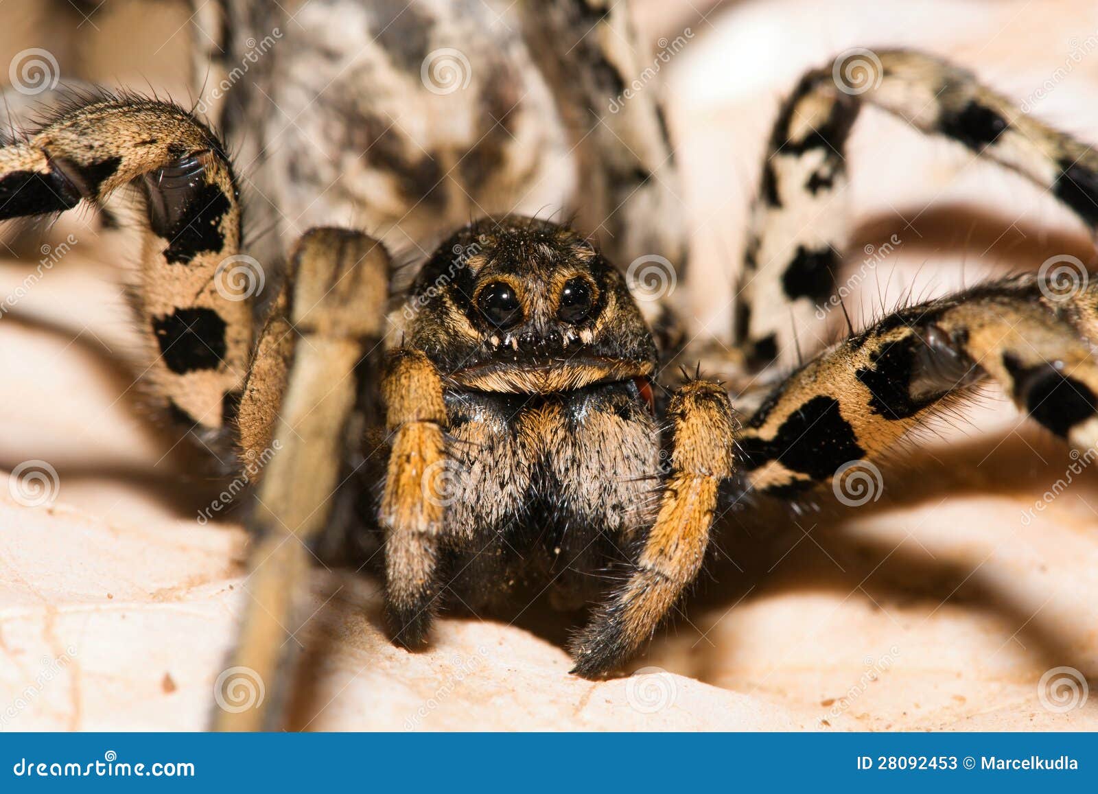 Verticale De Tarentule De Lycosa Photos stock - Image: 28092453
