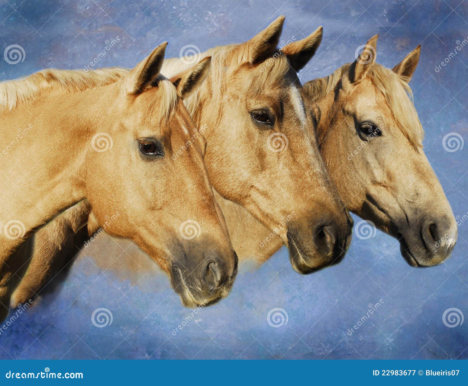 Verticale De Trois Chevaux De Palomino Image stock - Image du profil ...