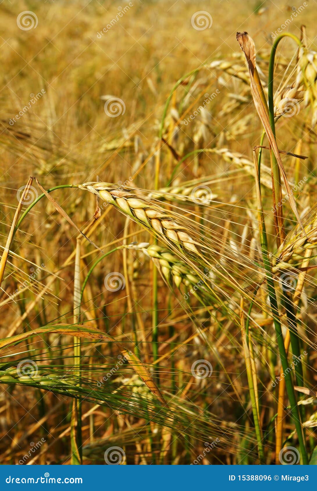 Verticale Del Campo Dell'orzo Fotografia Stock - Immagine di grano ...