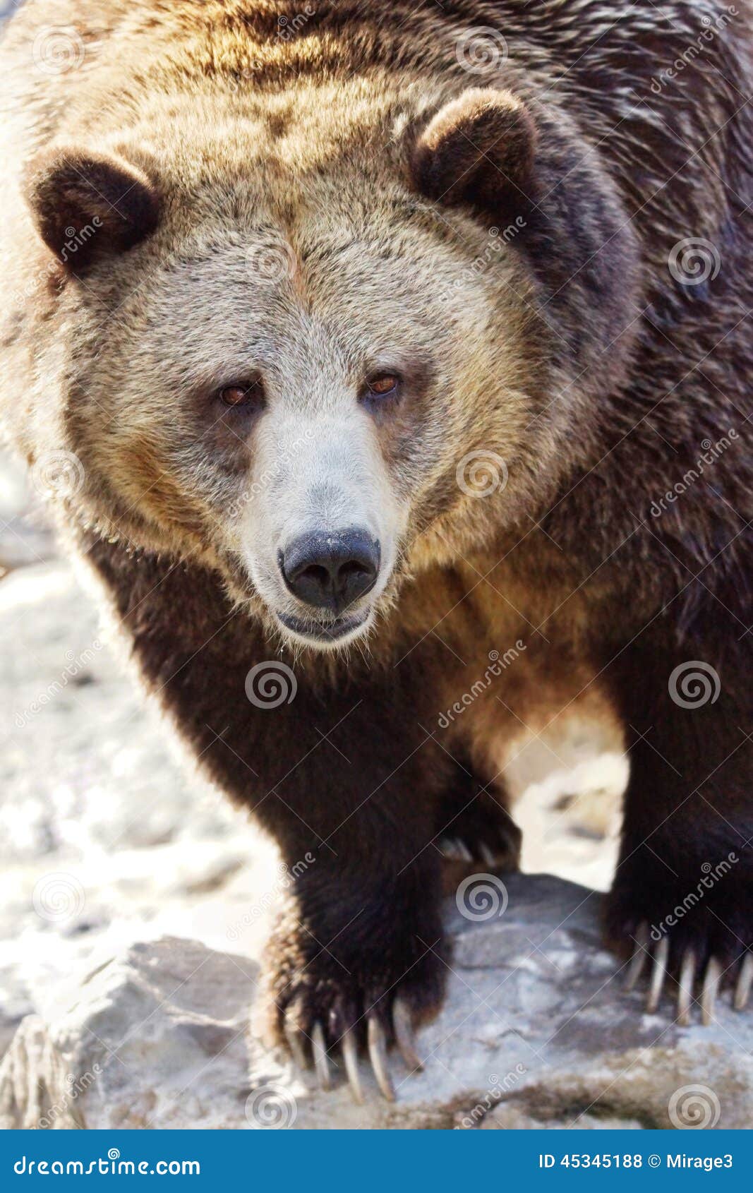 Verticale Del Ritratto Dell'orso Grigio Fotografia Stock - Immagine di ...