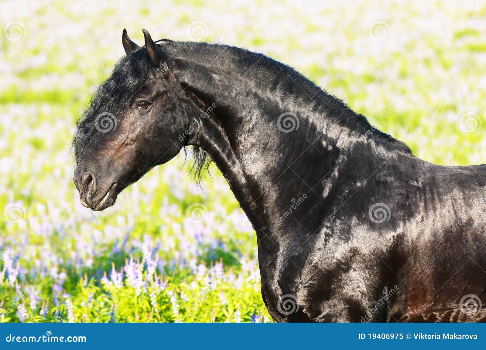 Verticale Frisonne Noire De Cheval Image stock - Image du rural, cheval ...