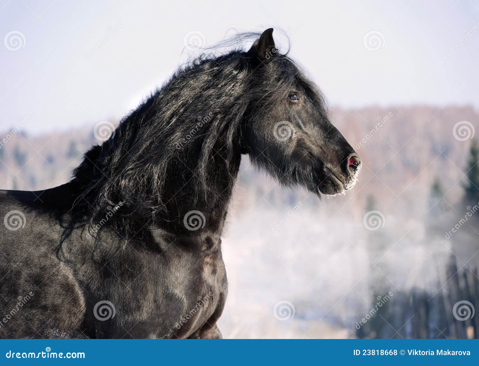 Verticale Frisonne Noire De Cheval Dans Le Galop Photo stock - Image du ...