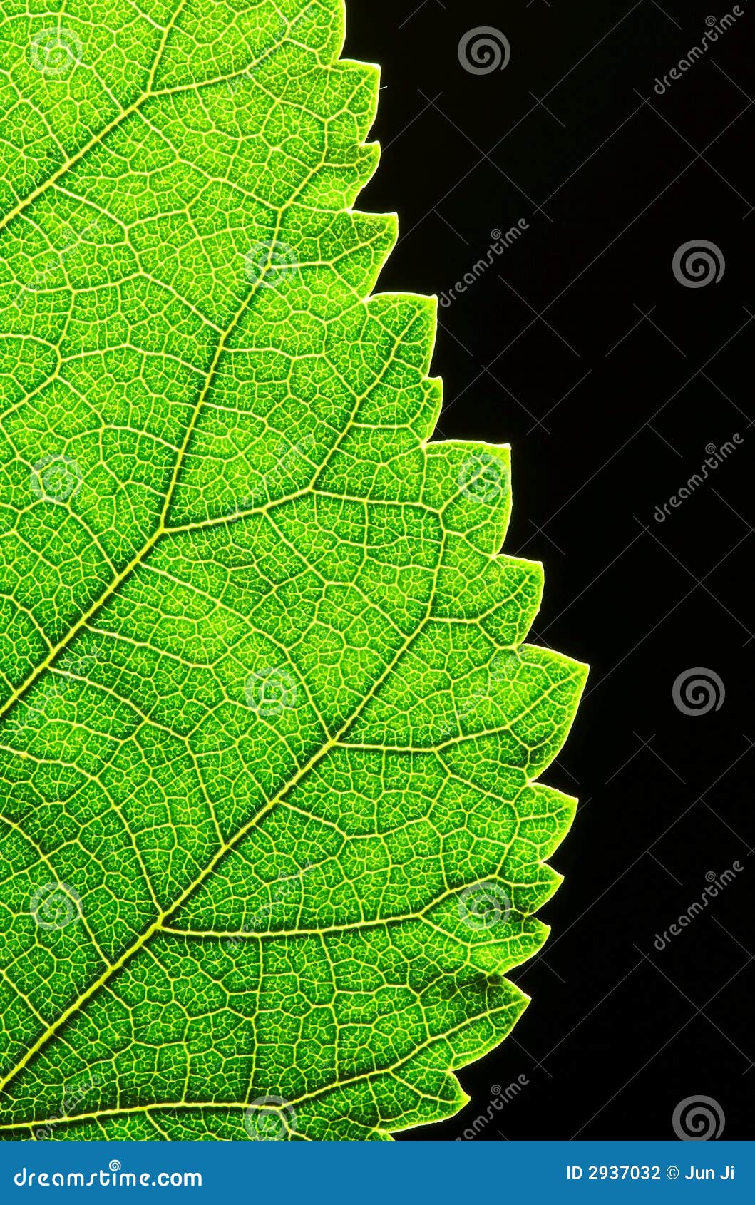 Verticale groene bladrand stock foto. Image of nave, lente - 2937032