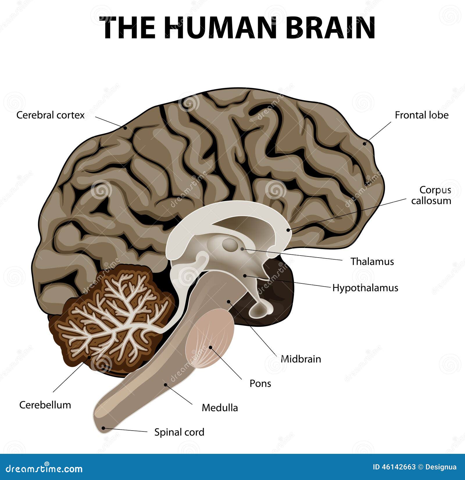 Verticale Sectie Van Menselijke Hersenen Vector Illustratie ...
