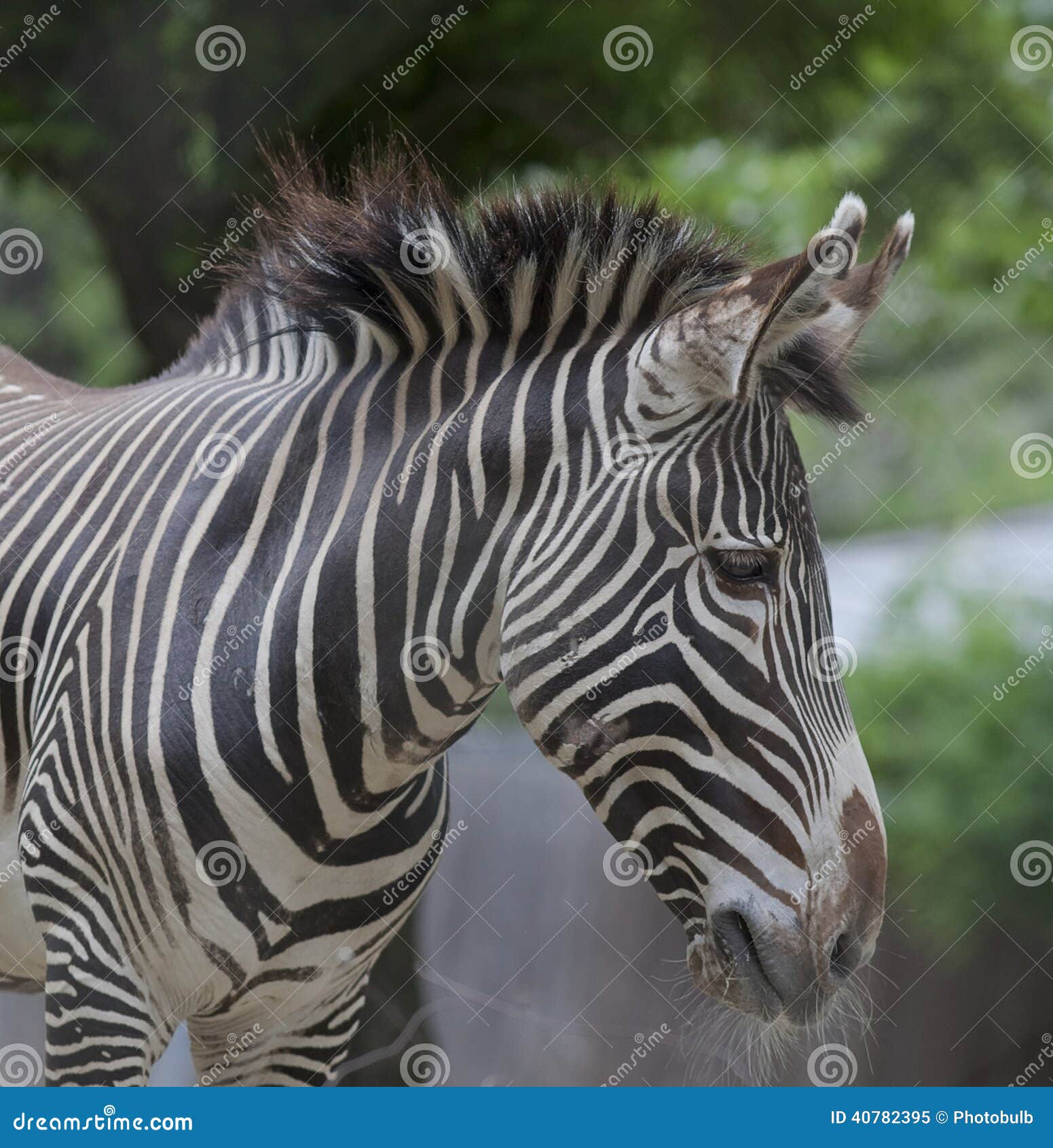 Verticale Strepen Van Een Zebra Bij De Nationale Dierentuin Stock ...