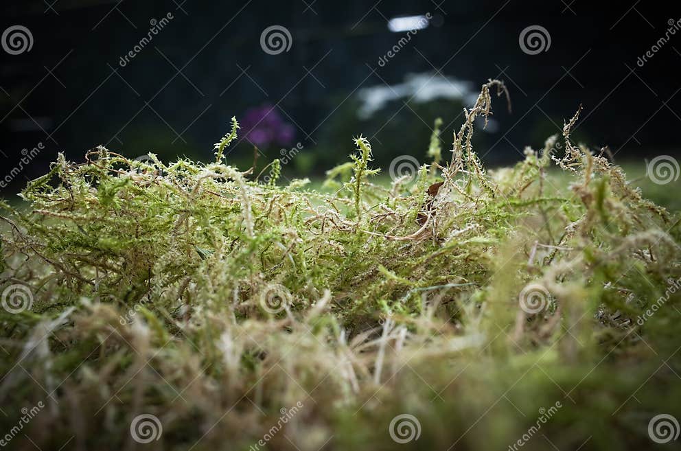Verticalised Moss on Meadow Stock Image - Image of grow, organic: 327890569