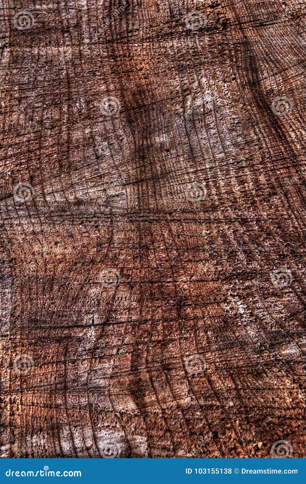 Wood Texture Vertical Cut Surface Stock Photo | CartoonDealer.com ...