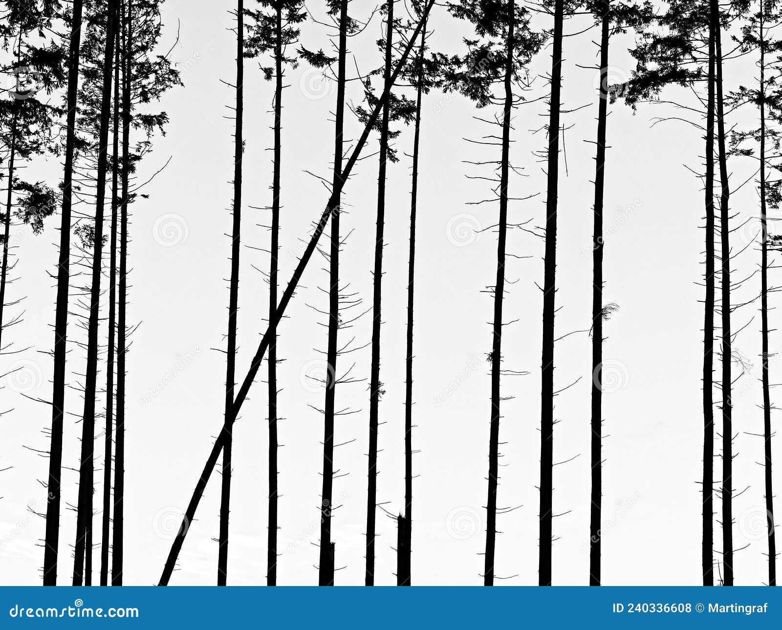 Vertically Grown Tall Spruce Trees with One in Tilted Position, Set ...