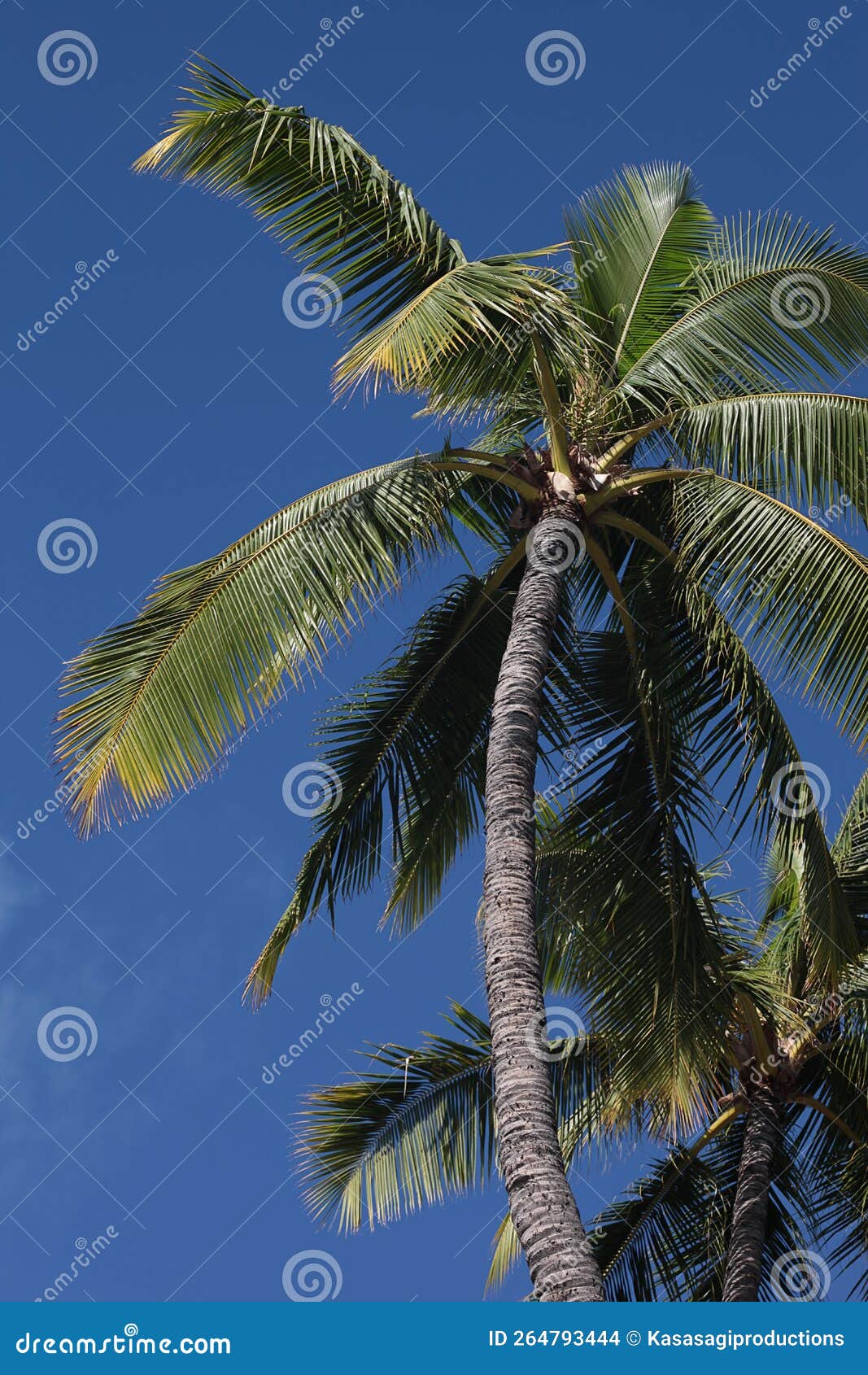 Vertically Oriented Beautiful Palm Tree in a Deep Blue Sky Stock Photo ...