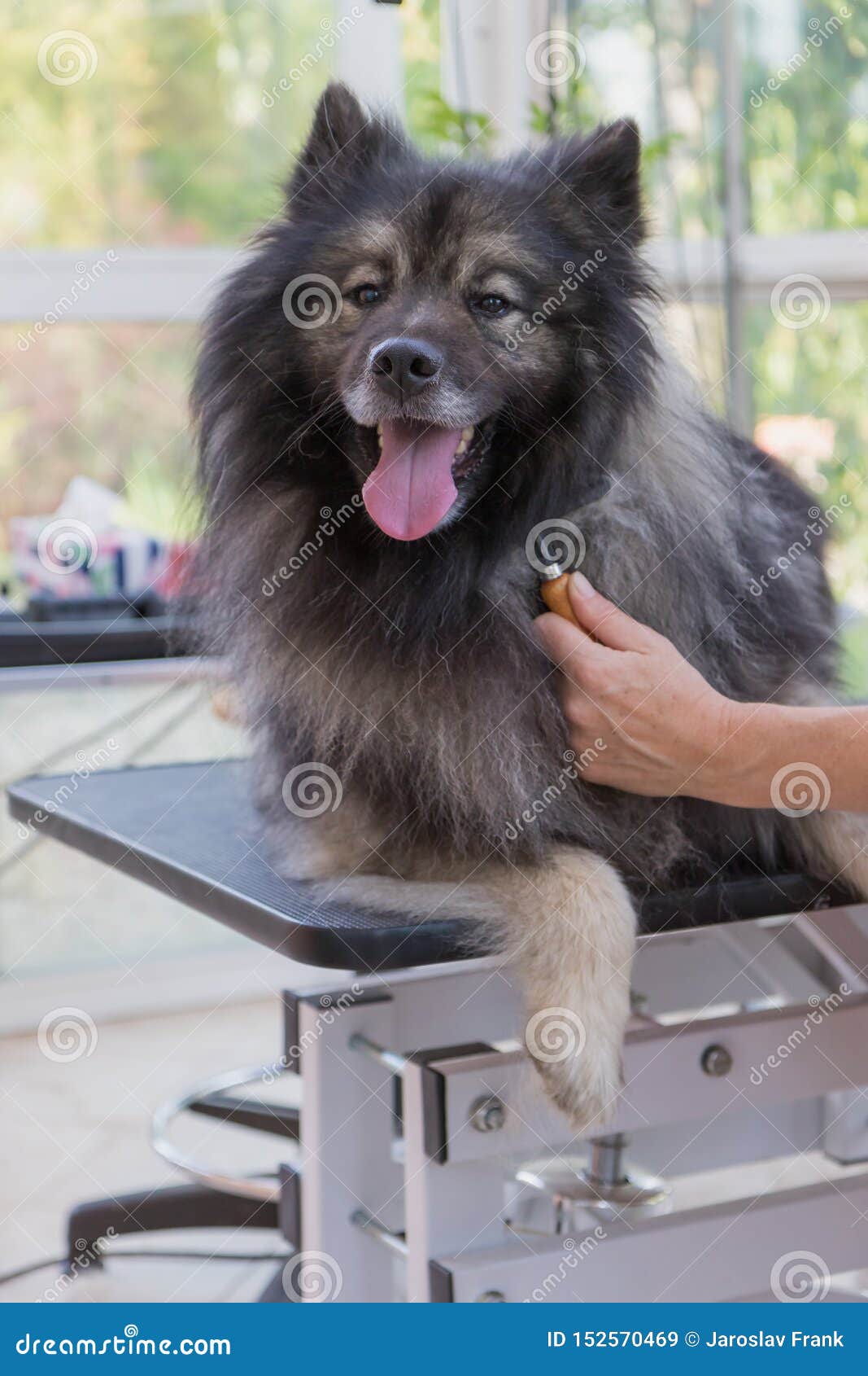 Vertically Shot of Trimming Wolf Spitz Dog Stock Image - Image of ...