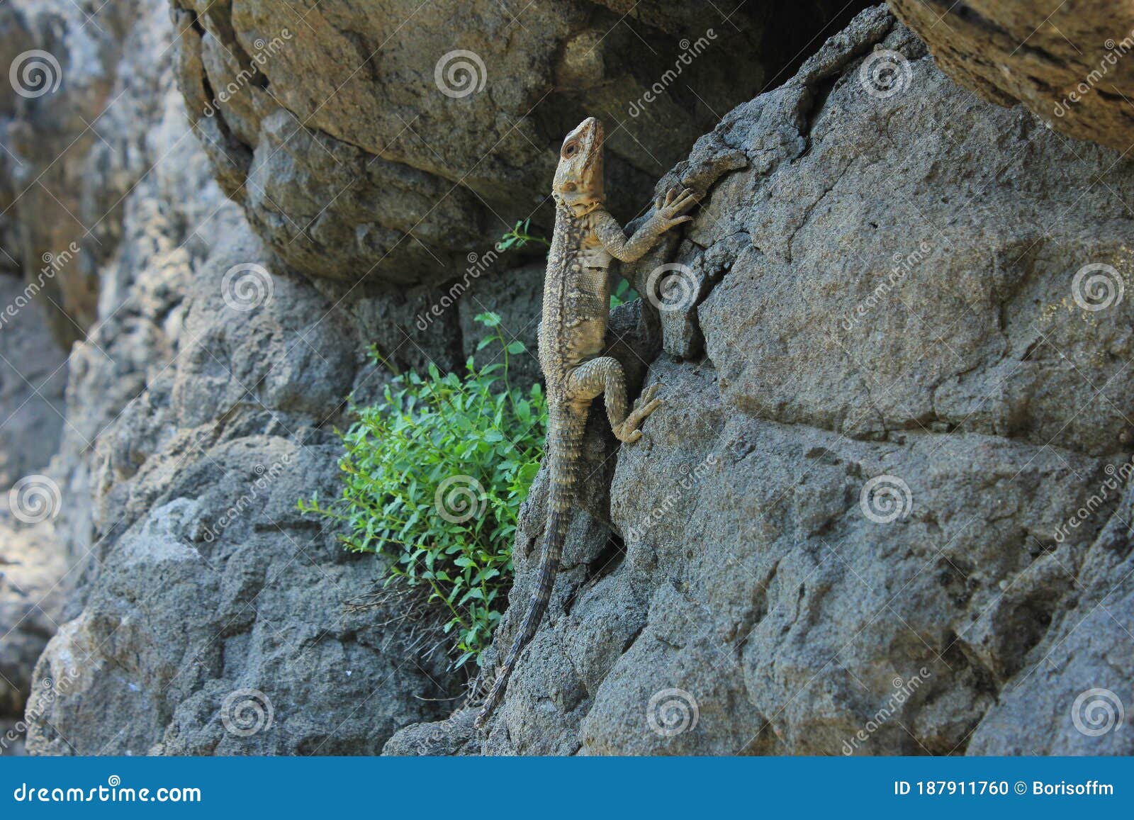 A Vertically Standing Lizard on a Rock Stock Photo - Image of cute ...