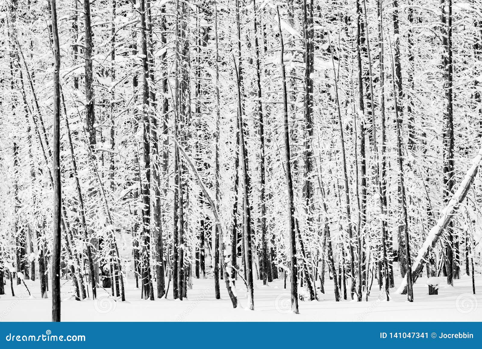 Vertical Pine Trees Covered in Snow Stock Image - Image of steam ...