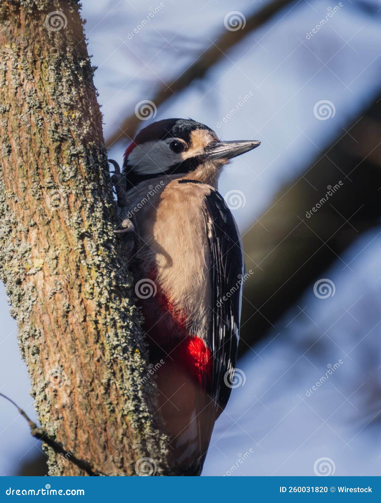 Vertikalaufnahme Eines Spechte Auf Einem Baum Stockfoto - Bild von ...