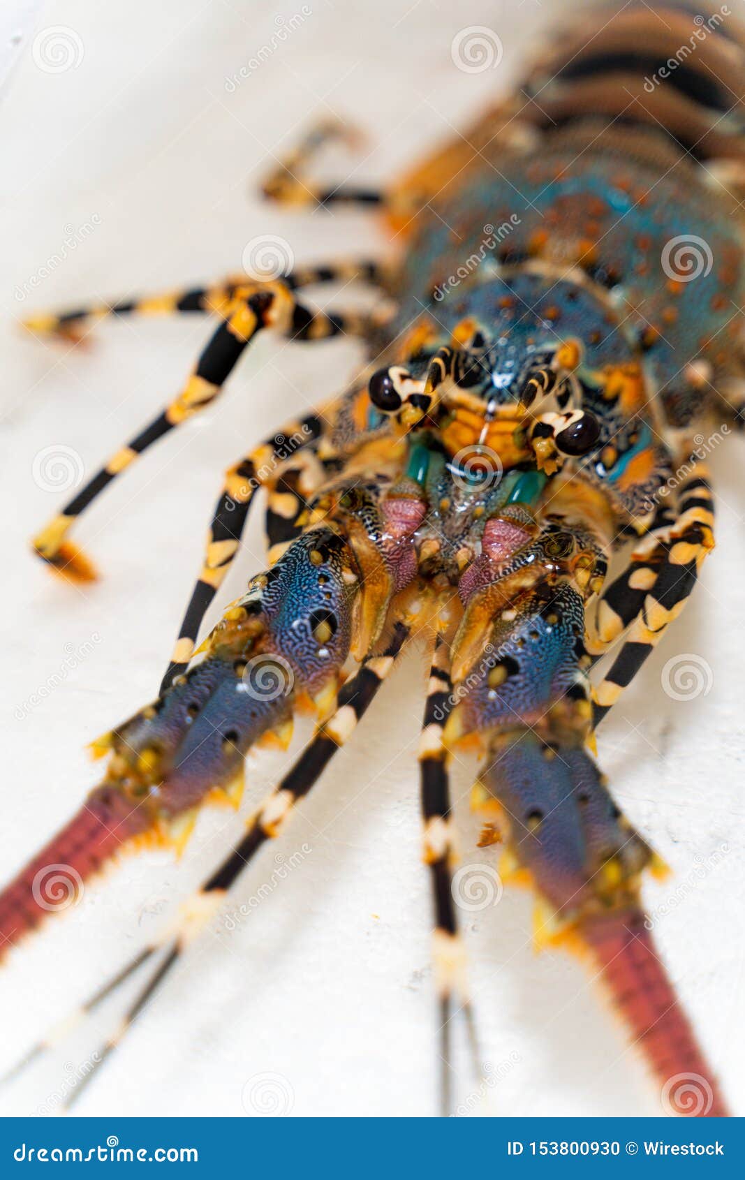 Vertikale Nahaufnahme Eines Blauen Hummers Stockfoto - Bild von phasen ...