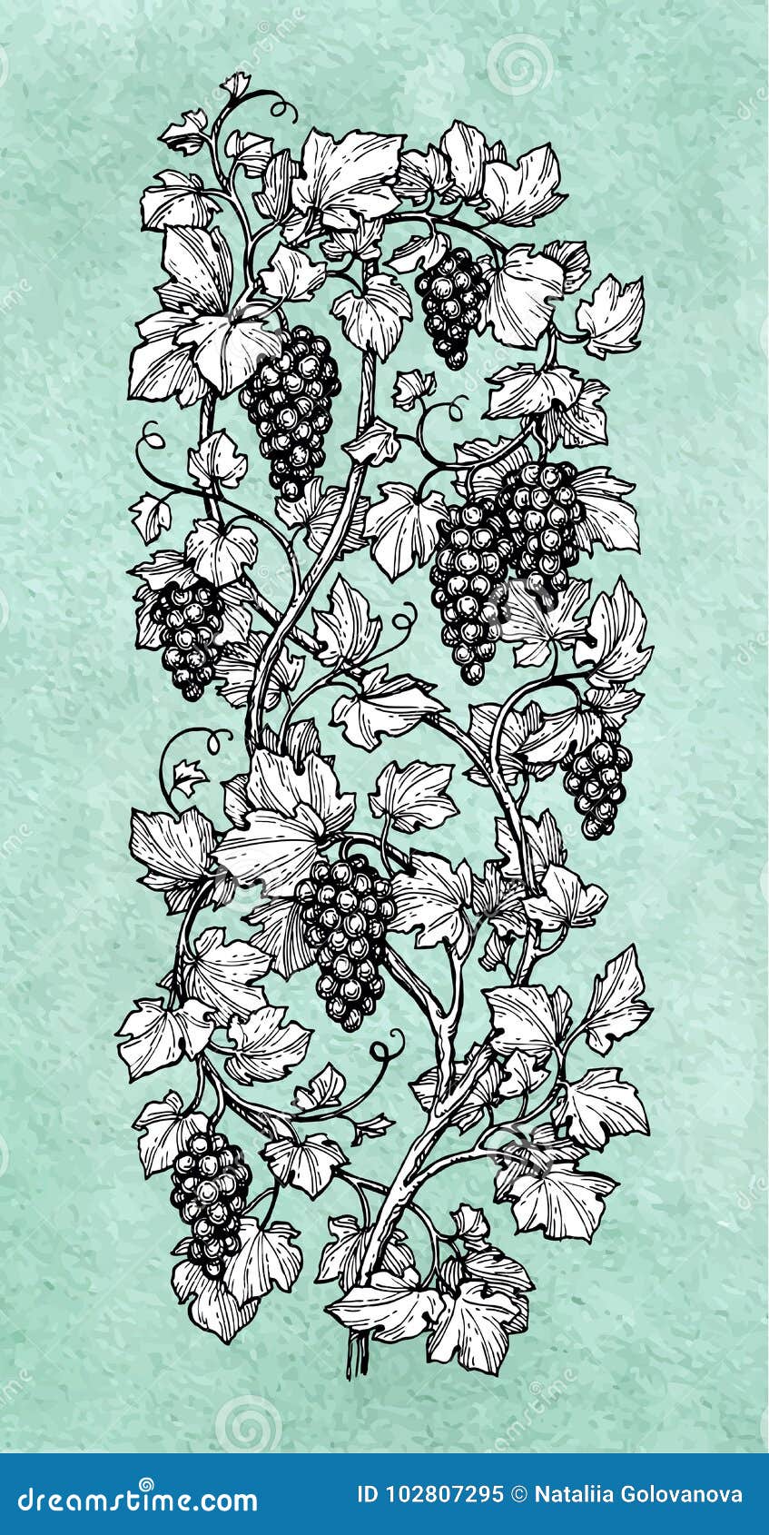 Vertikale Weinrebe vektor abbildung. Illustration von radierung - 102807295