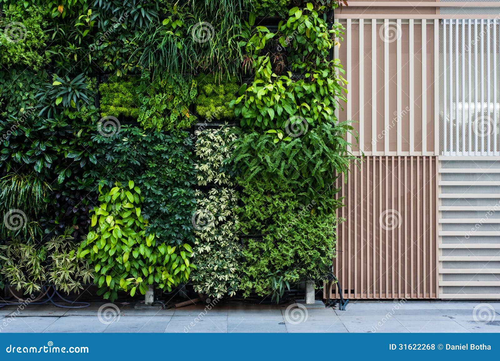 Vertikaler Garten stockfoto. Bild von pflanzen, aufstieg - 31622268