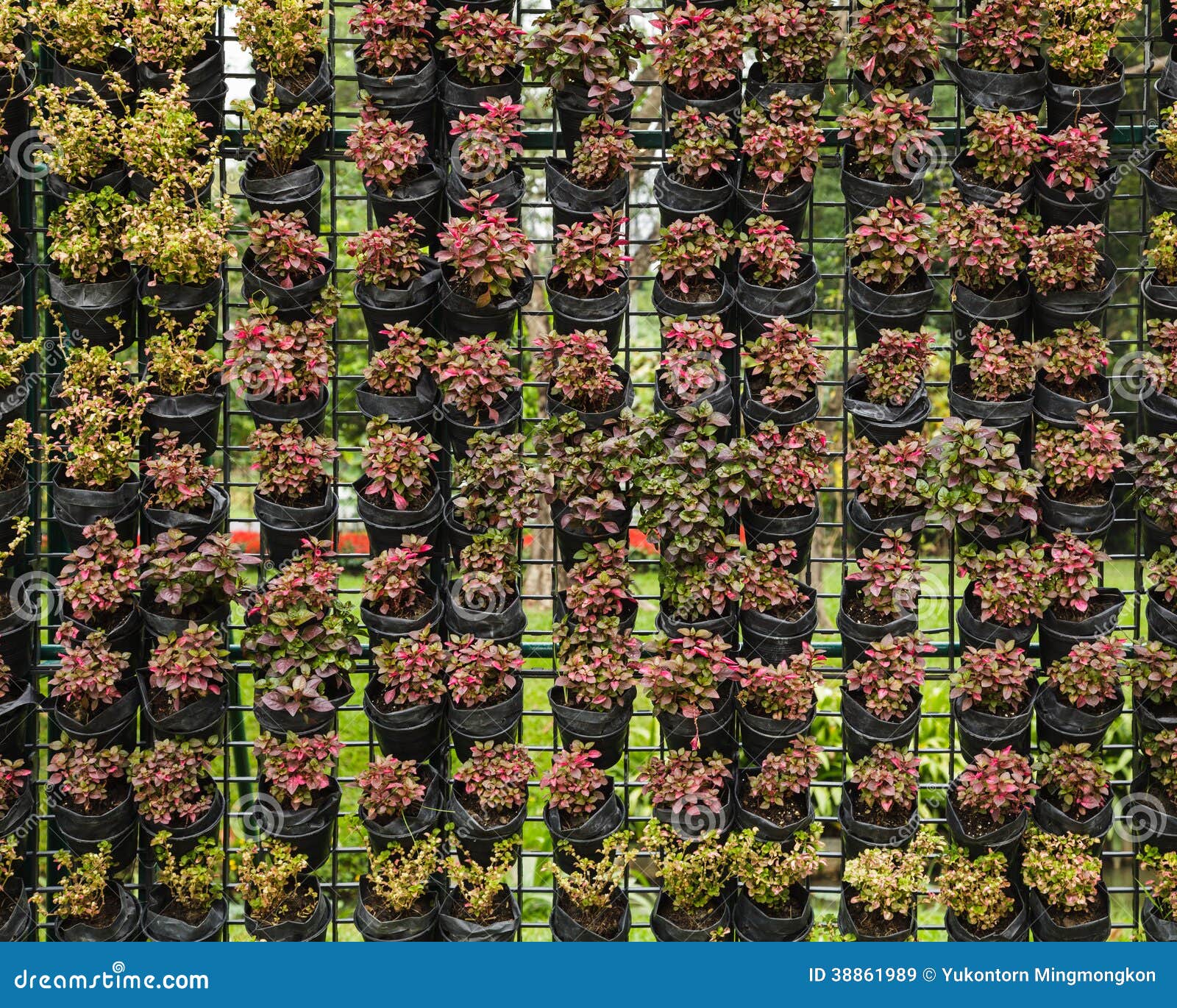 Vertikaler Garten Im Freien Stockbild - Bild von garten, betrieb: 38861989