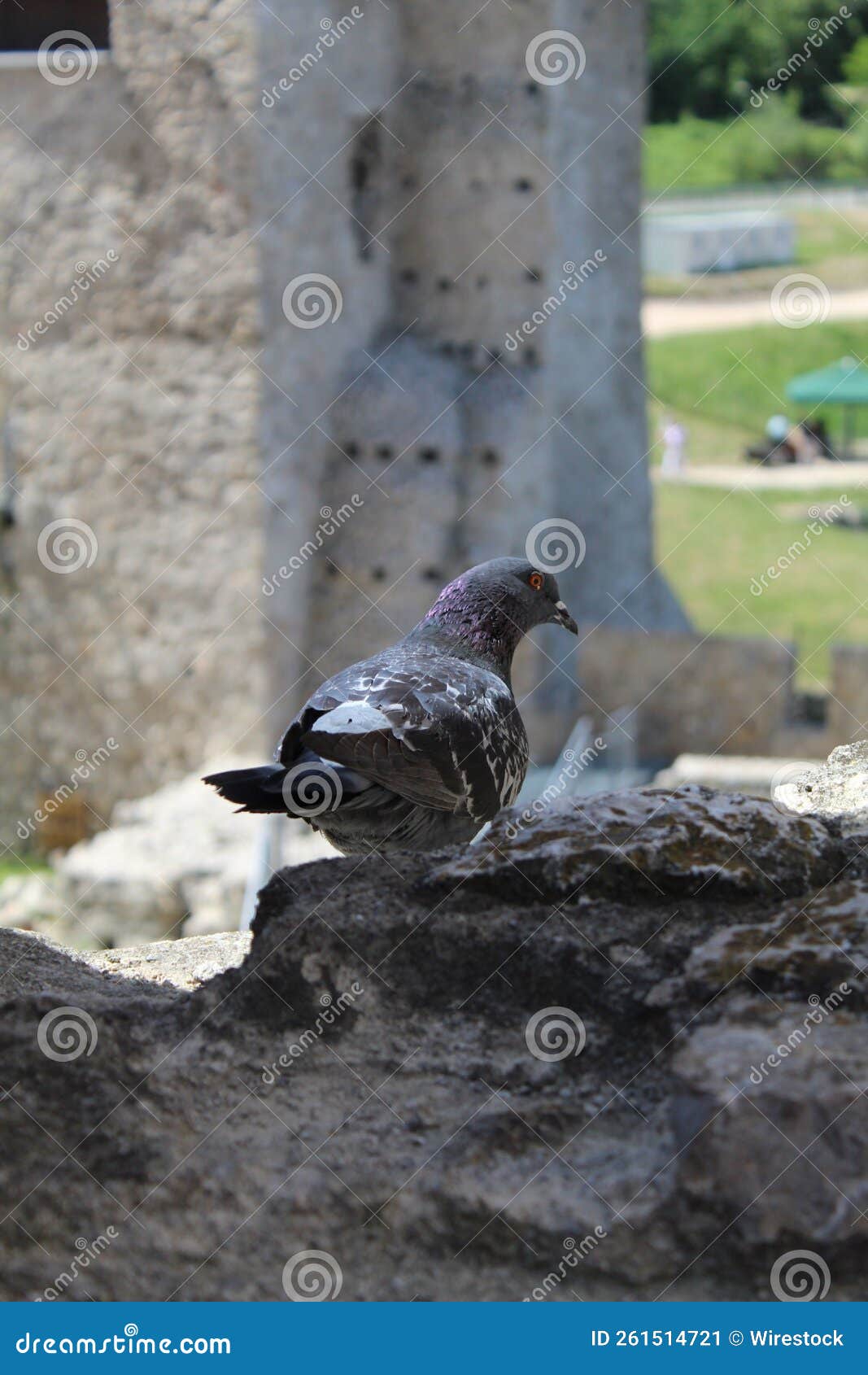 Vertikalschlag Einer Taube Unter Einem Baum Stockbild - Bild von ...