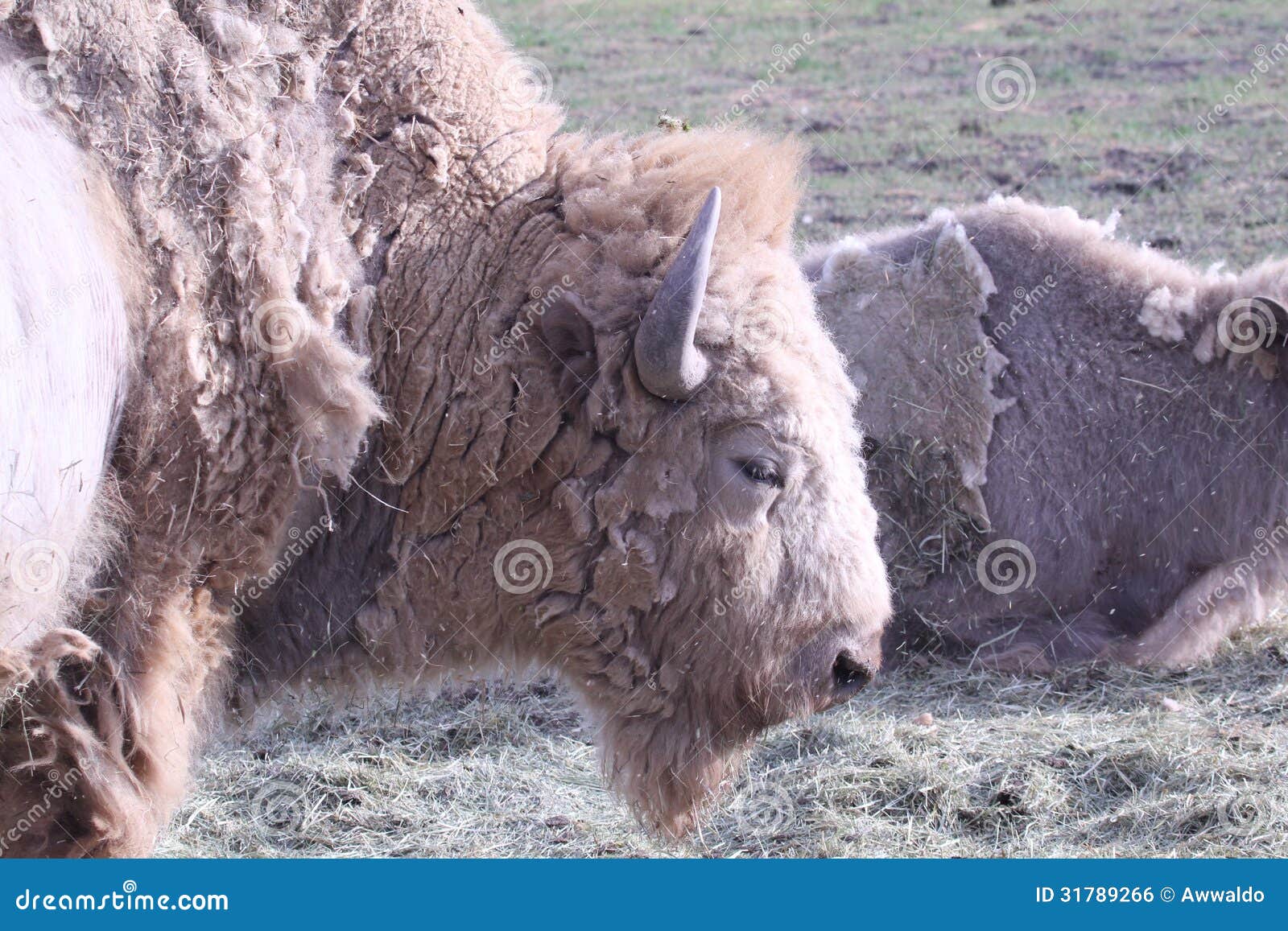 Vertimiento Del Bisonte Blanco Foto de archivo - Imagen de flojo, roca ...