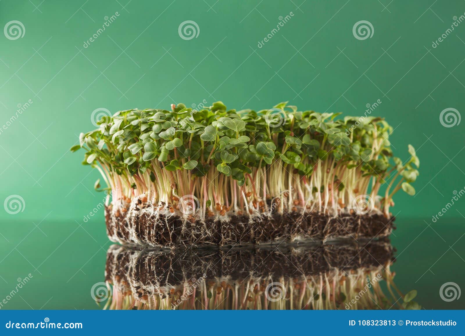 Verts Micro Croissants Organiques Image stock - Image du amaranthe ...