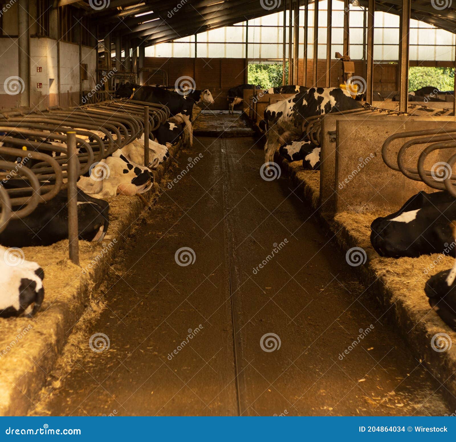 Vertshot of Cows in a Dairy Complex Stock Photo - Image of farm, meadow ...