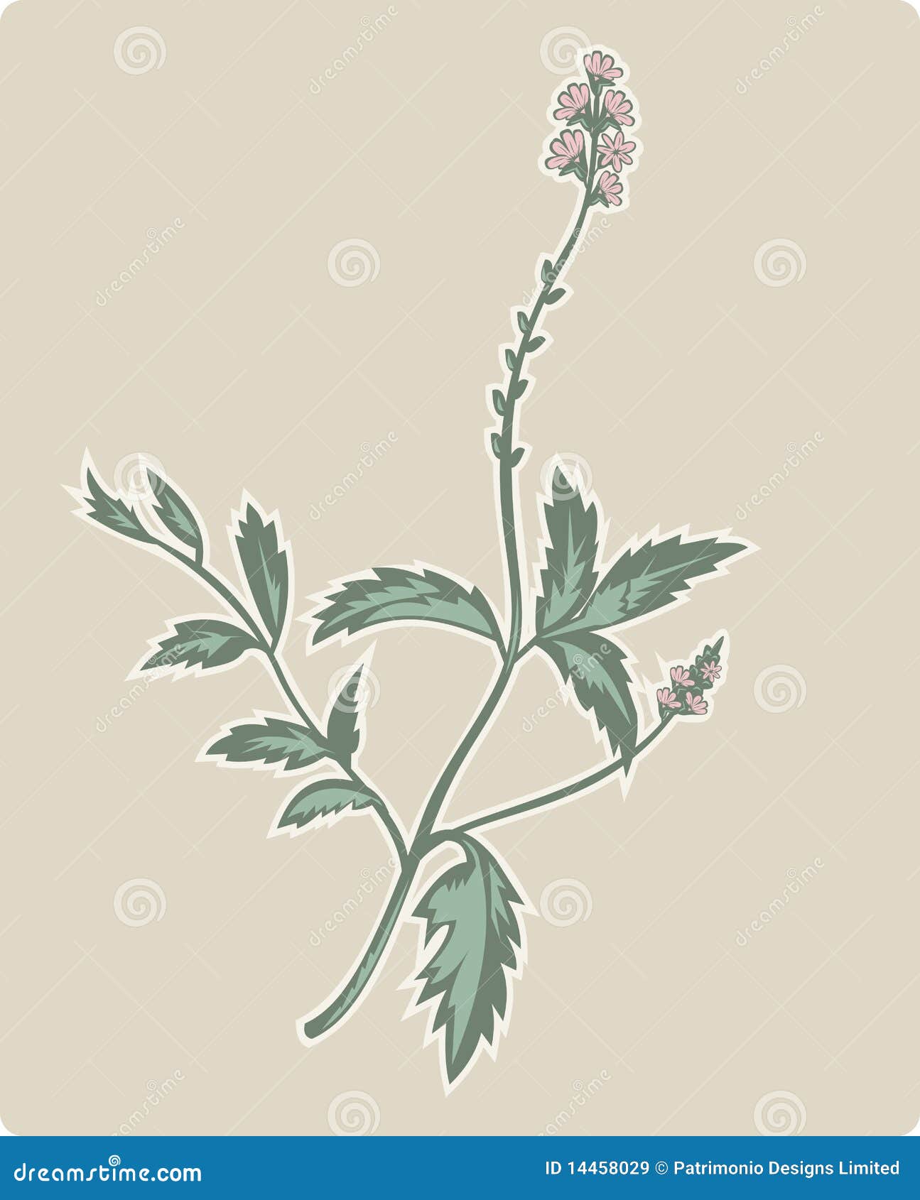 Vervain or Verbena Flowering Plant Stock Illustration - Illustration of ...