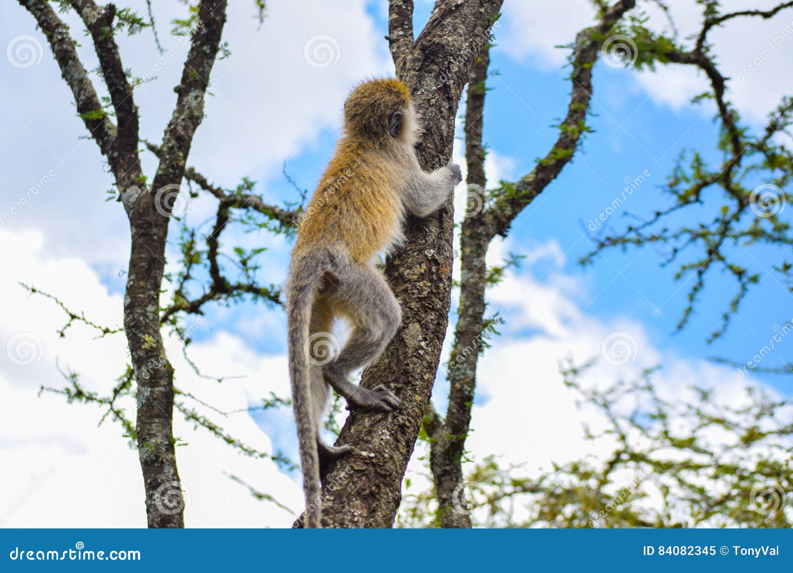 Vervet-Affe, Der Einen Baum Klettert Stockbild - Bild von fauna, gatter ...