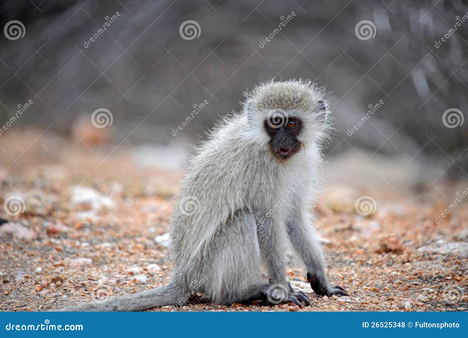 Vervet Fallhammer stockfoto. Bild von affe, reise, spiel - 26525348