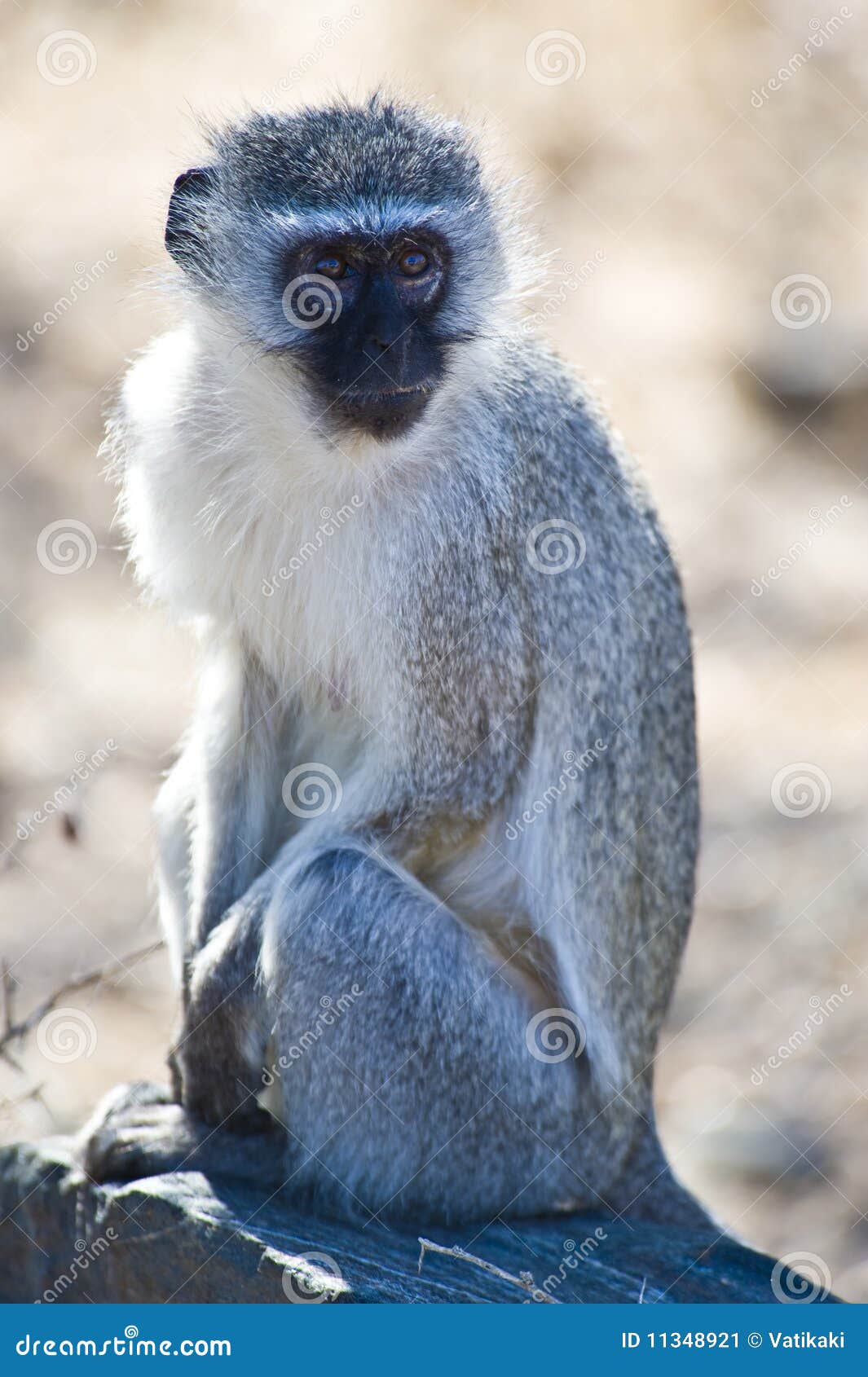 Vervet Monkey stock image. Image of colour, color, beauty - 11348921