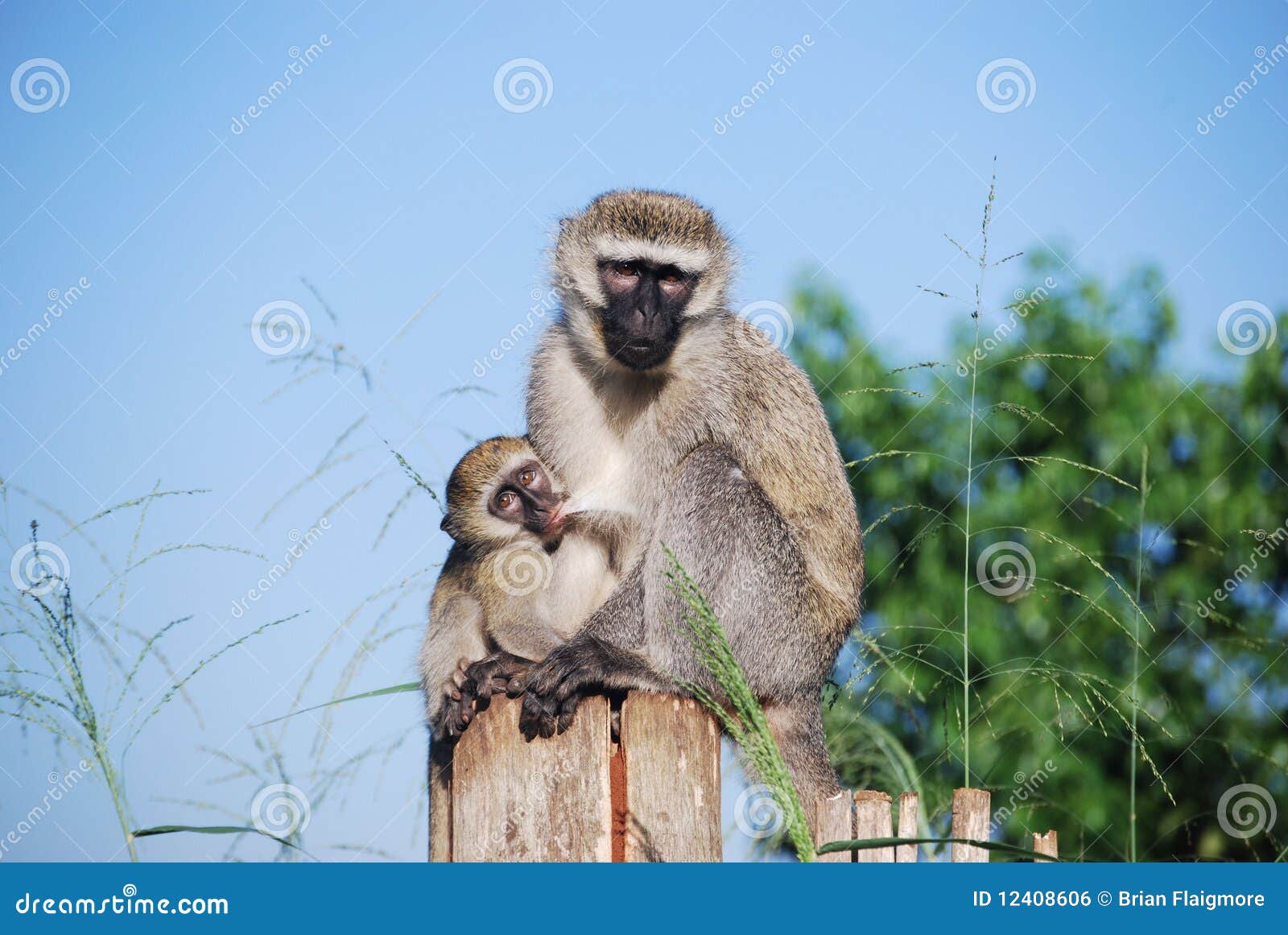 Vervet monkey stock photo. Image of babies, mother, mammal - 12408606