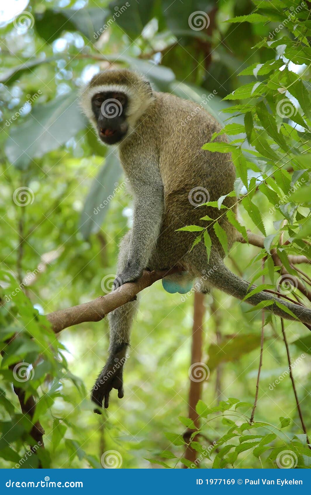 Vervet Monkey stock image. Image of nature, male, travel - 1977169