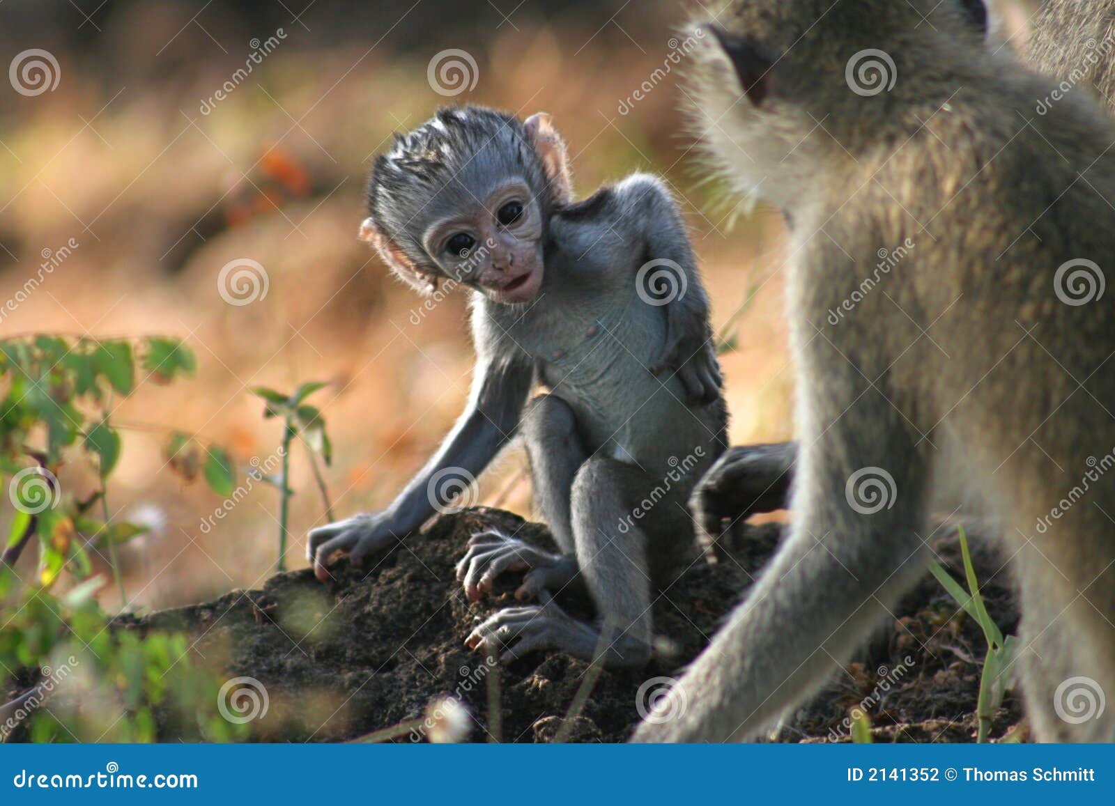Vervet Monkey Skull And A Dream Catcher Stock Photo | CartoonDealer.com ...