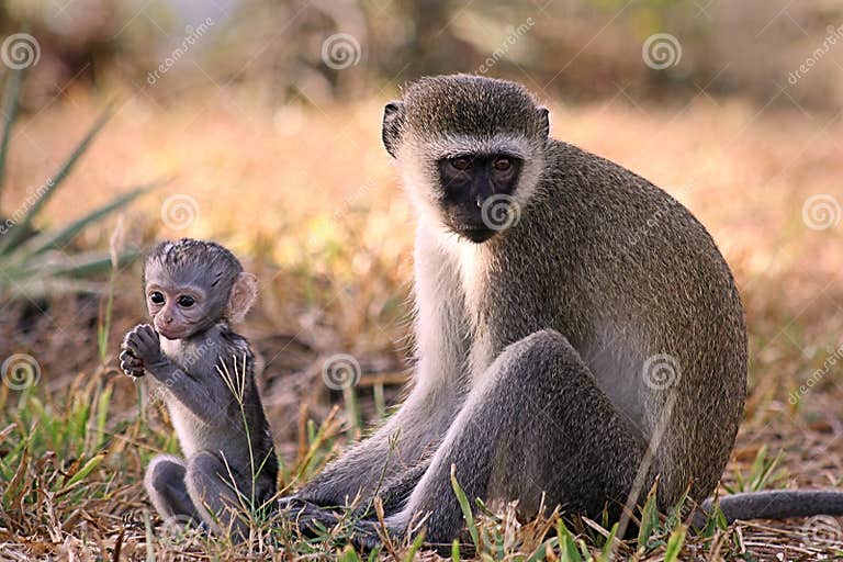 Vervet monkey stock image. Image of primate, eyes, face - 2141507