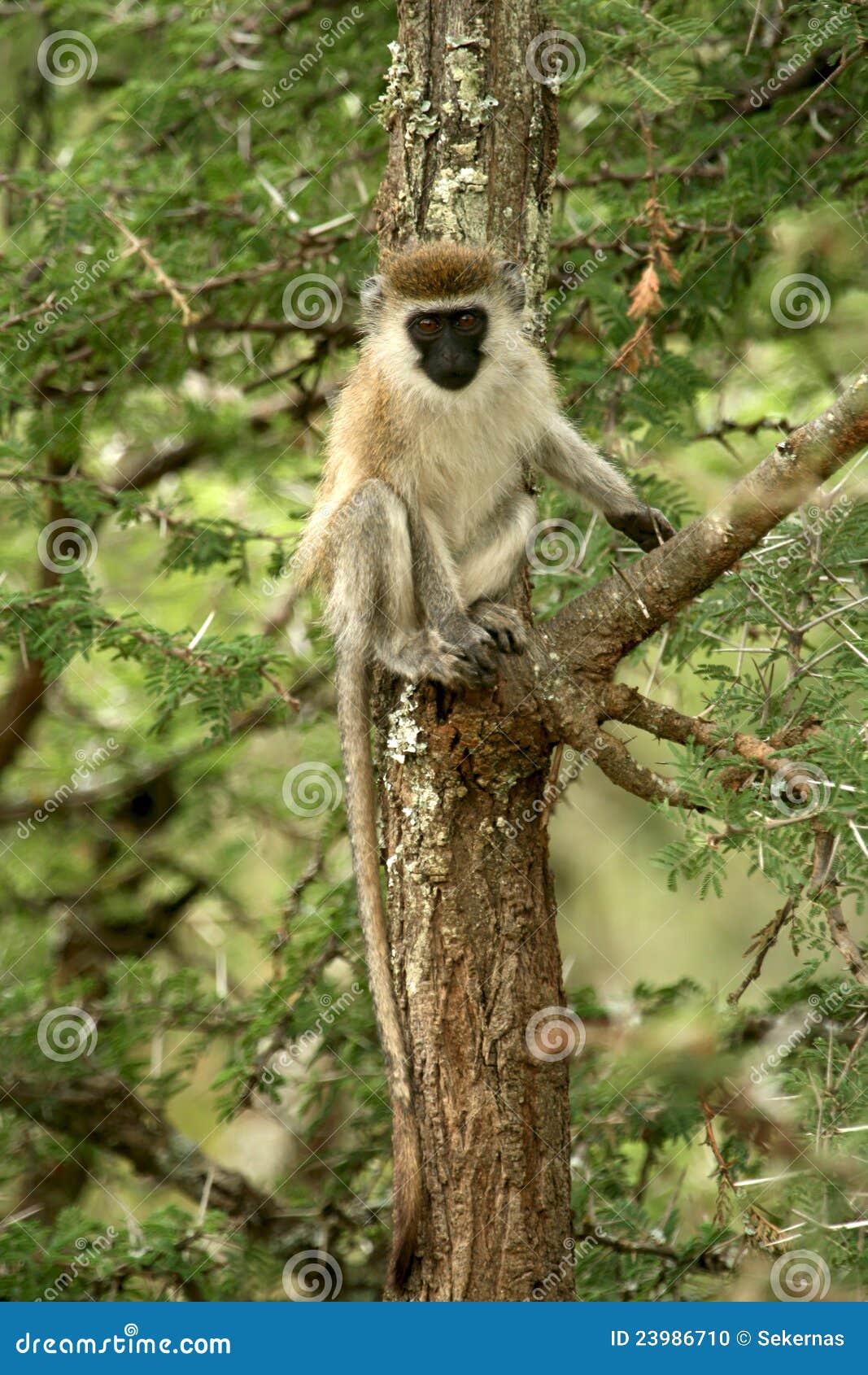 Vervet monkey stock photo. Image of mammal, travel, chlorocebus - 23986710