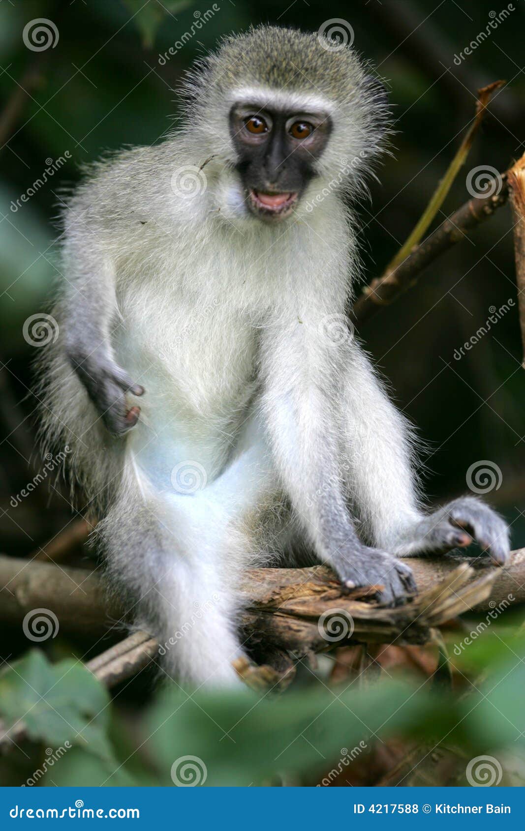 Vervet Monkey stock photo. Image of wild, primates, drive - 4217588