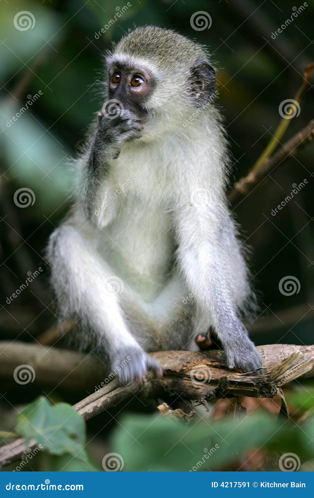 Vervet Monkey stock image. Image of drive, animals, monkeys - 4217591