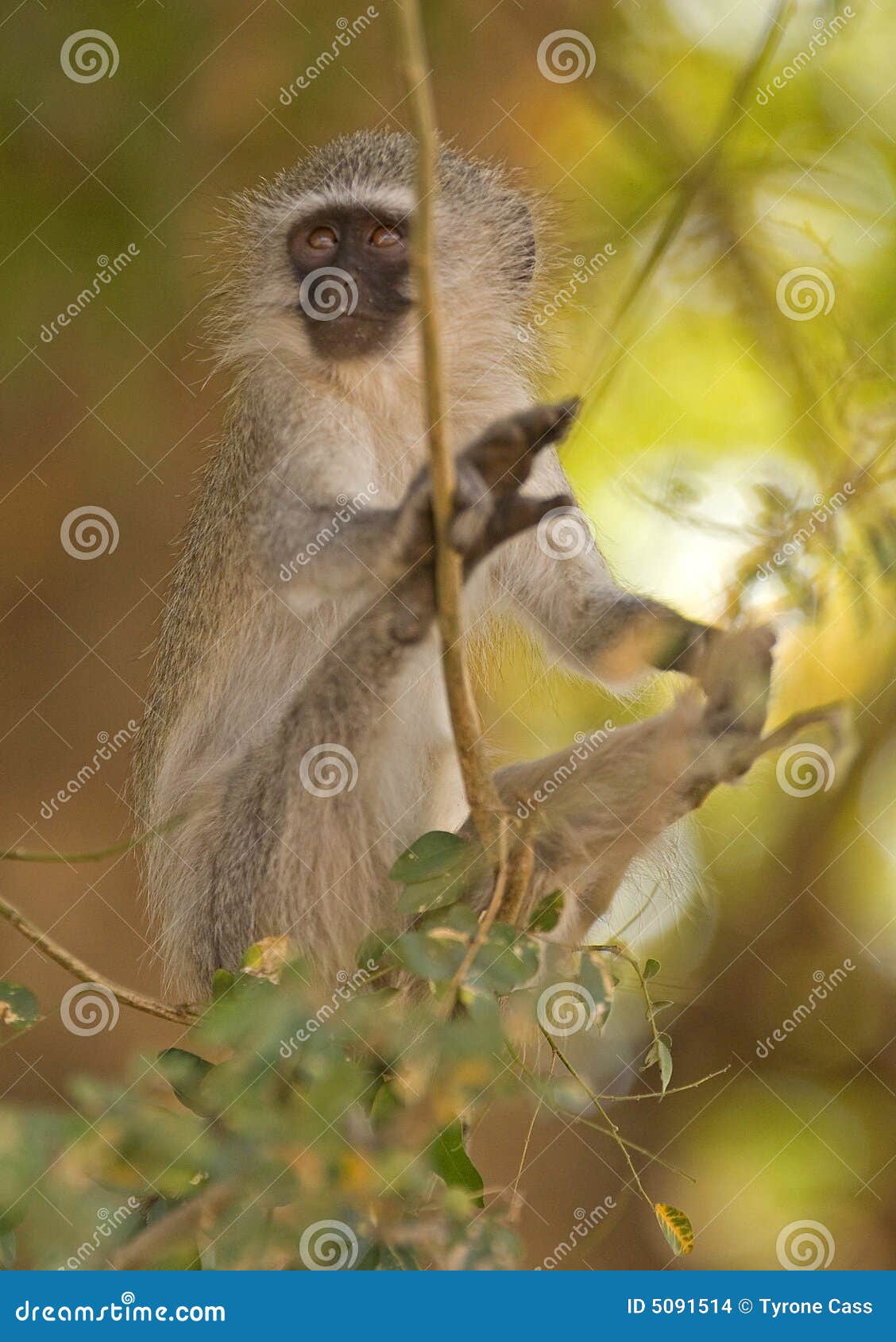Vervet monkey stock photo. Image of mammal, apes, national - 5091514