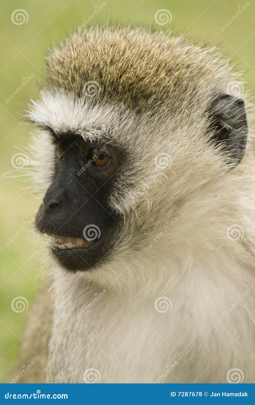Vervet monkey stock photo. Image of nature, portrait, close - 7287678