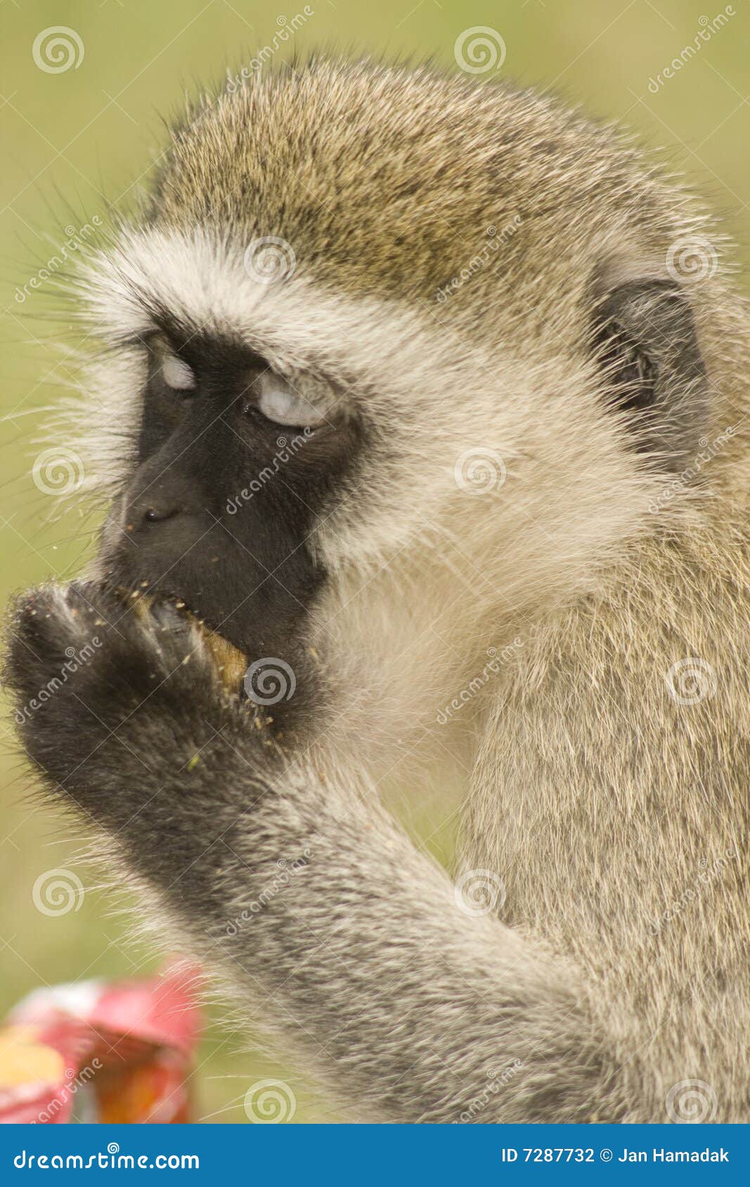 Vervet monkey stock photo. Image of head, black, vertebrate - 7287732