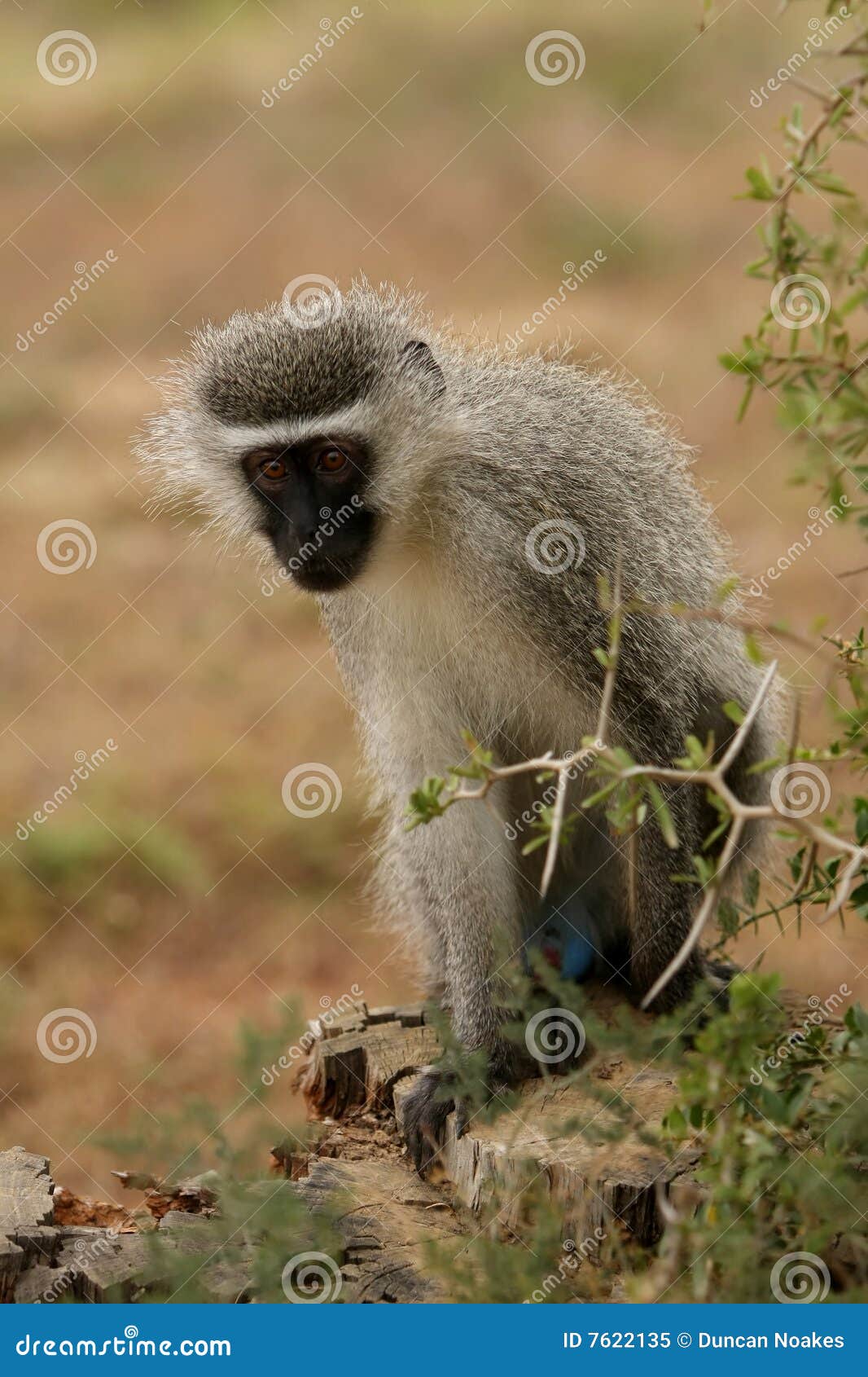 Vervet Monkey stock image. Image of organ, vervet, chlorocebus - 7622135