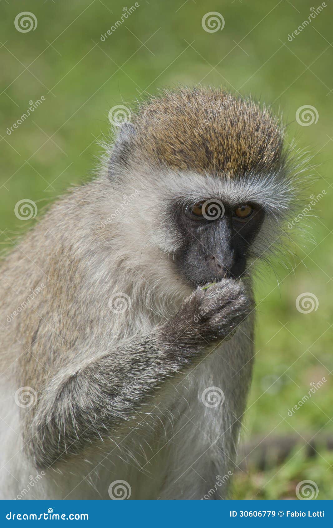 Vervet Monkey stock image. Image of park, chlorocebus - 30606779