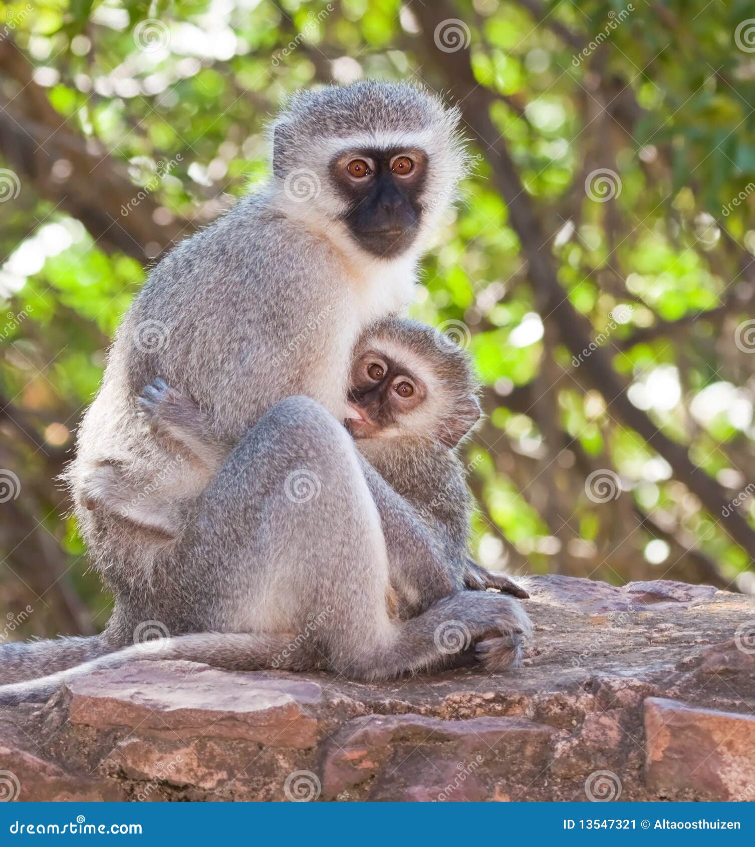 Vervet monkey with baby stock image. Image of primate - 13547321