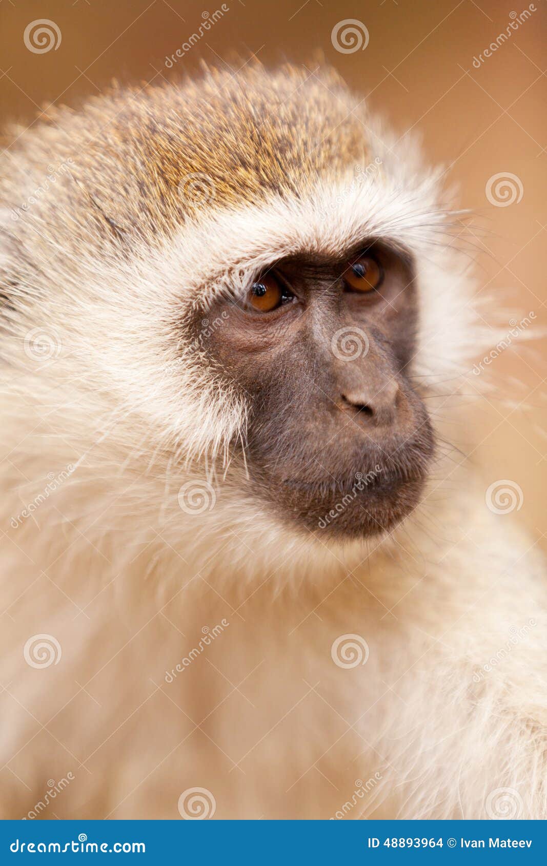 Vervet monkey stock photo. Image of travel, closeup, mammal - 48893964