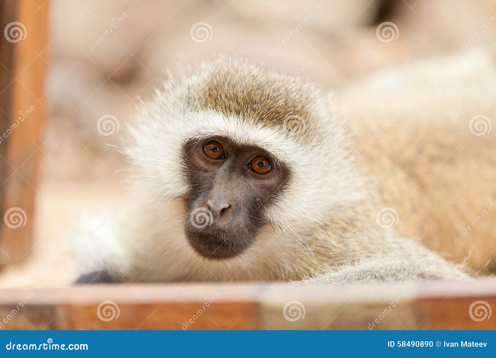 Vervet monkey stock photo. Image of africa, wild, destination - 58490890