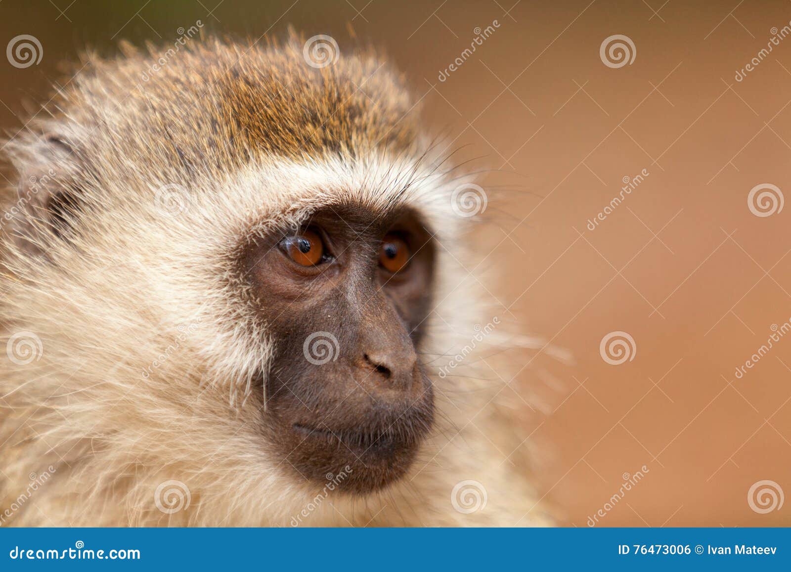 Vervet monkey stock photo. Image of travel, portrait - 76473006
