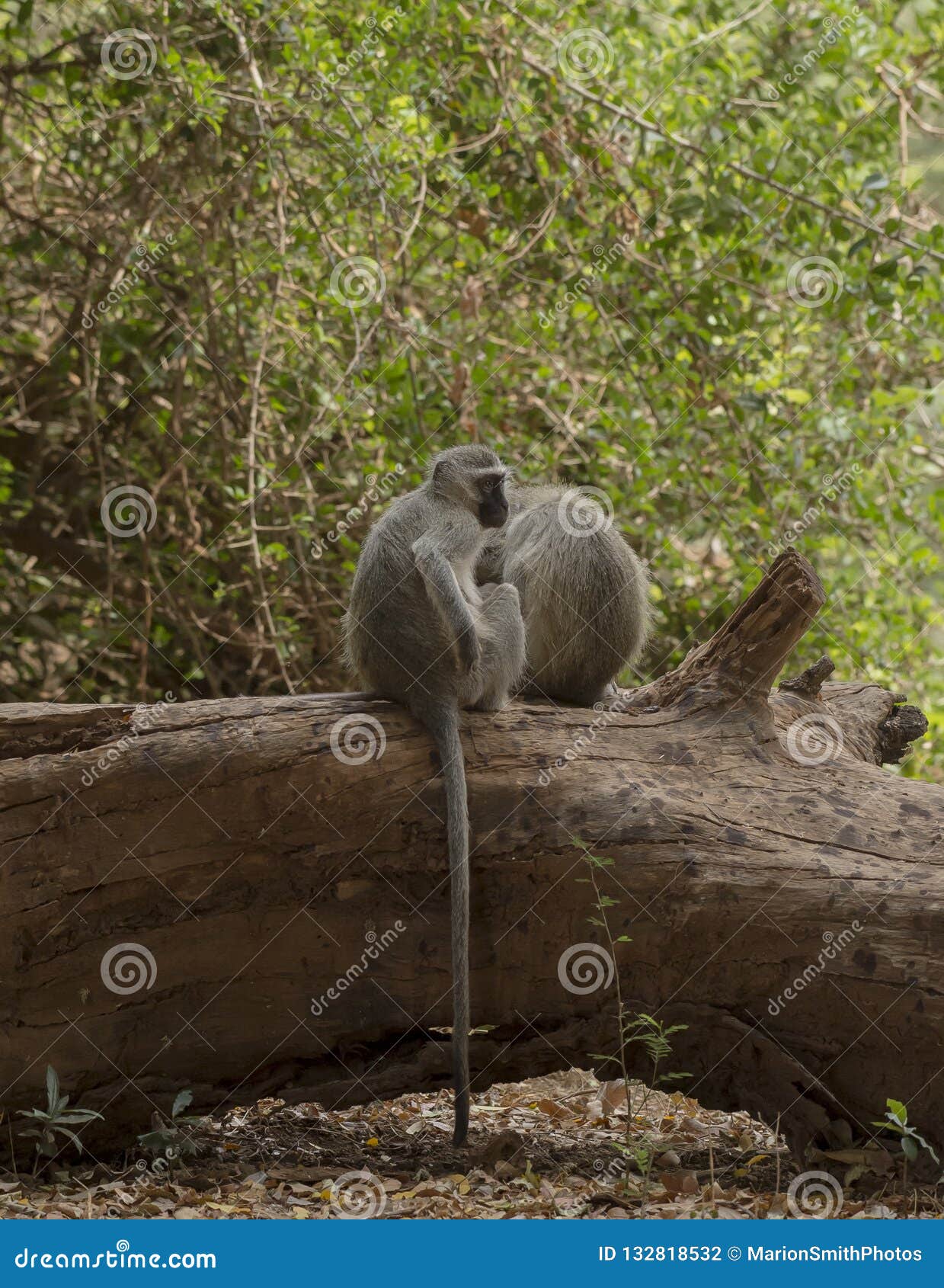 Vervet Monkey, Cercopithecidae, Sitting on Tree Trunk with Friends ...